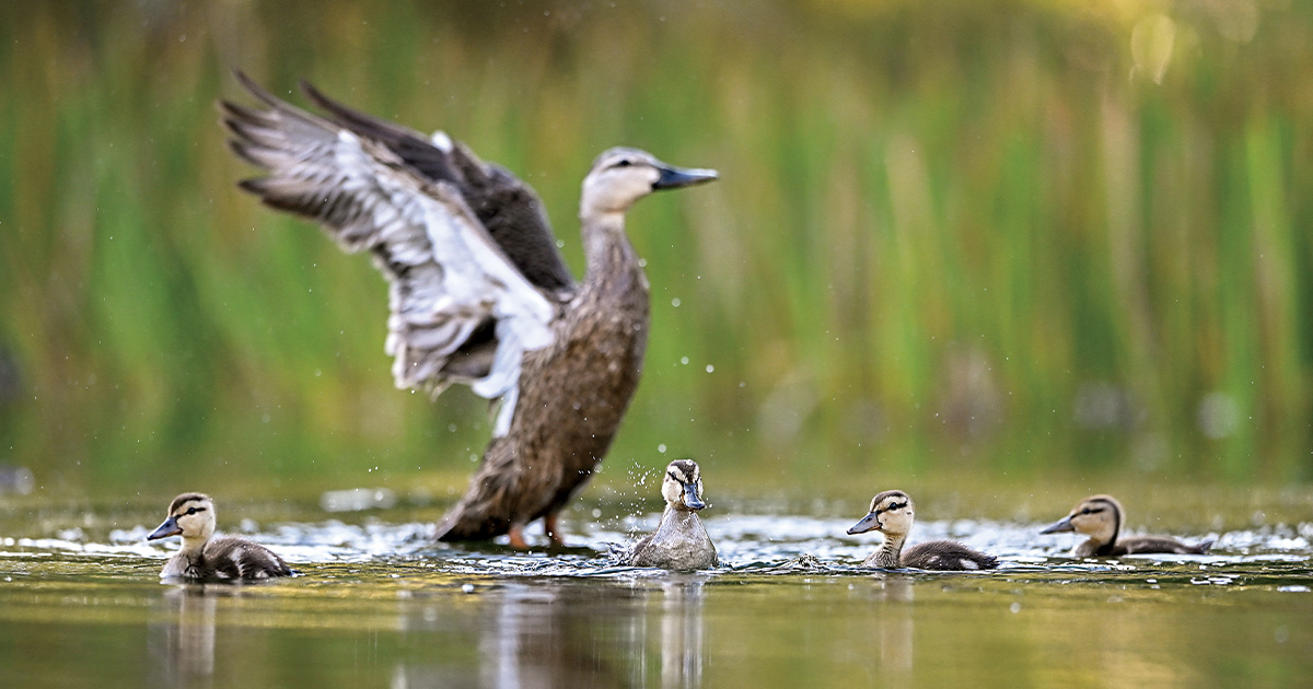 Conservation: Making a Difference for Mottled Ducks | Ducks Unlimited